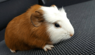 Curi | Animales Leales