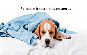 Parásitos intestinales en perros | Animales Leales