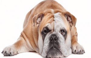 Dieta para perros obesos | Animales Leales