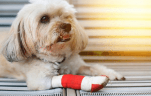 Pododermatitis en perros - Causas, Síntomas y Tratamiento médico