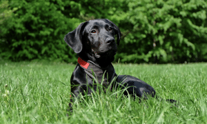 Labrador Retriever Negro - Características y cuidados que requiere la raza