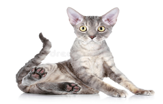 Cuidados y Características del Gato Devon Rex
